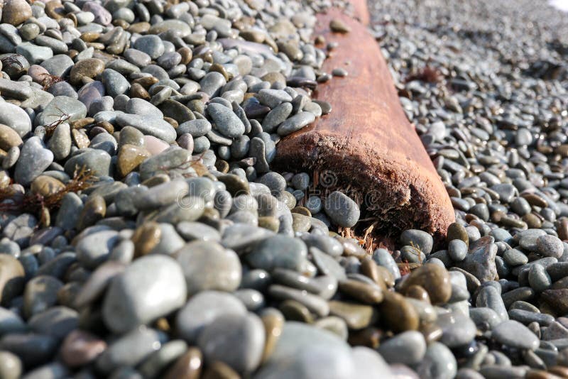 A Tree Trunk Thrown by the Surf on a Pebble Beach Stock Photo - Image ...