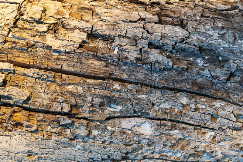 Old Tree Trunk Wood Texture Stock Photo - Image of weathered, ridges ...