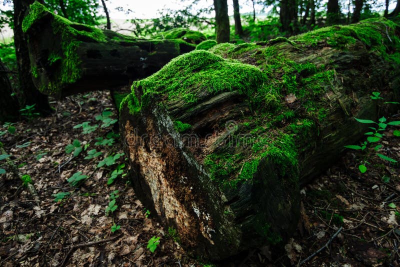 Old tree trunks stock image. Image of stump, nature, dense - 97855583