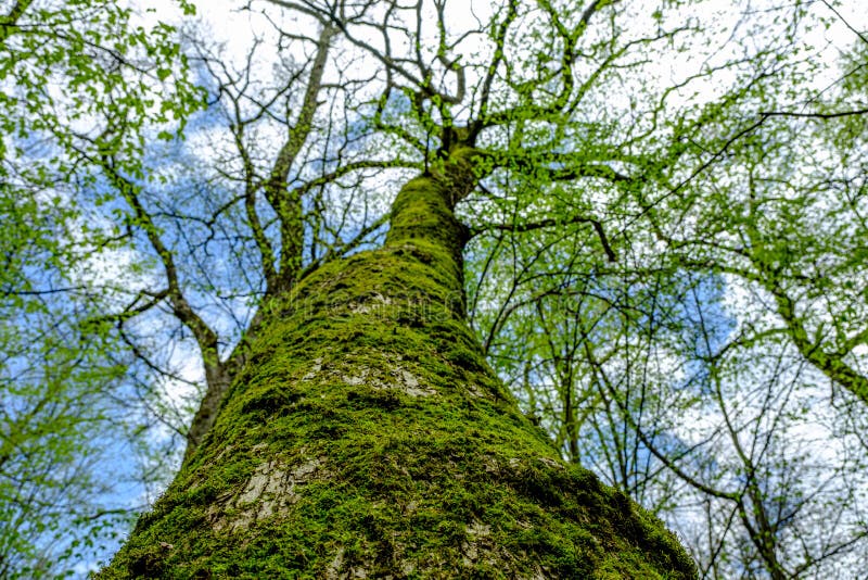 Old Tree Trunks, Dark Deep Woods Stock Image - Image of clear, bottom ...