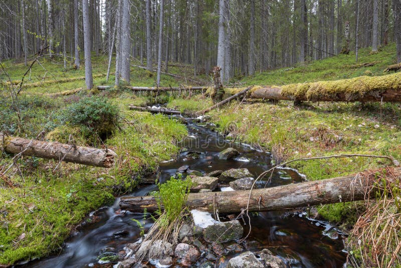 Old Tree Trunks Have Fallen into a Small River Stock Photo - Image of ...