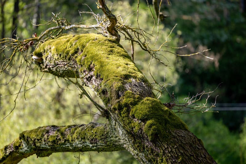 Old Tree Trunks are Overgrown with Moss Stock Photo - Image of trunk ...