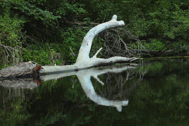Old Tree Tumbling into Water in Form Trident Stock Photo - Image of ...