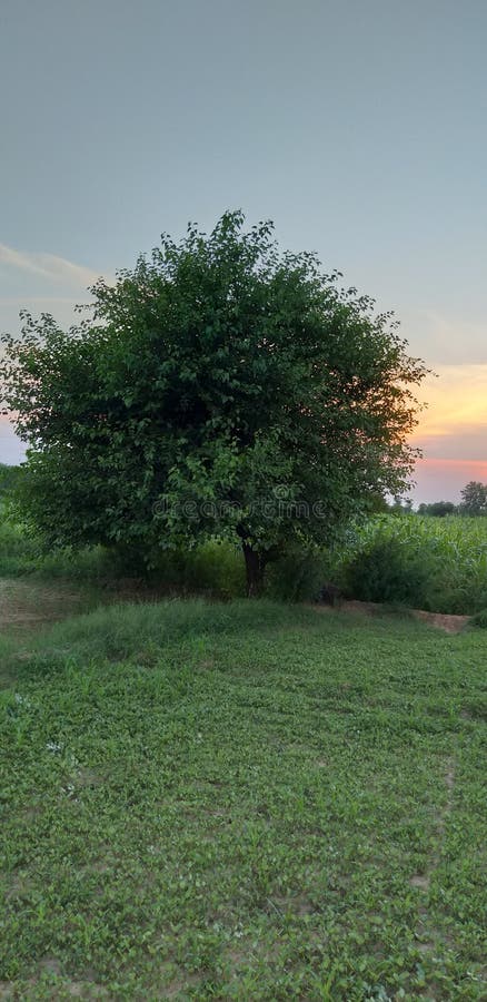 Old tree stock photo. Image of good, beautiful, tree - 123427106