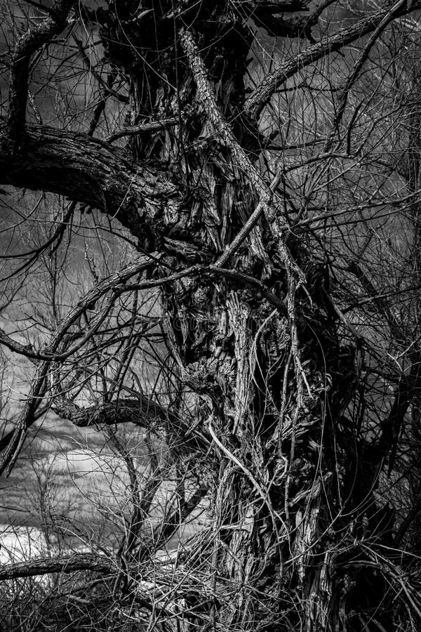 Twisted Tree stock image. Image of black, winter, plant - 229934795