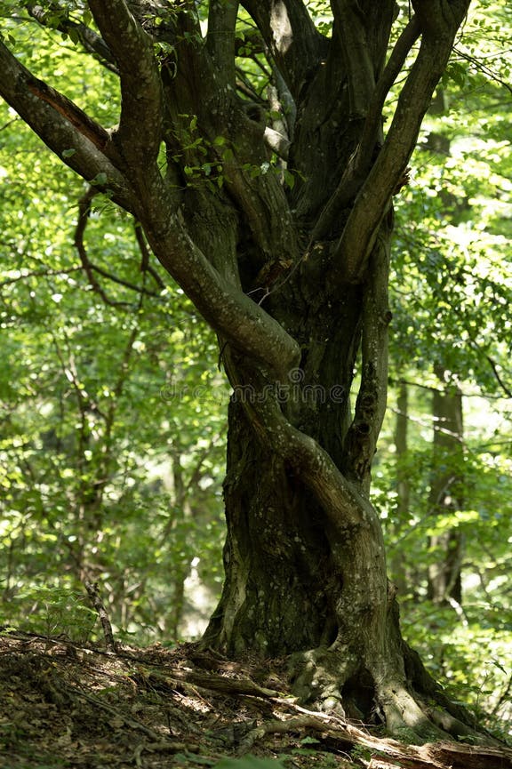 Old Tree with Twisted Trunk and Thick Branches in a Green Forest Lit by ...