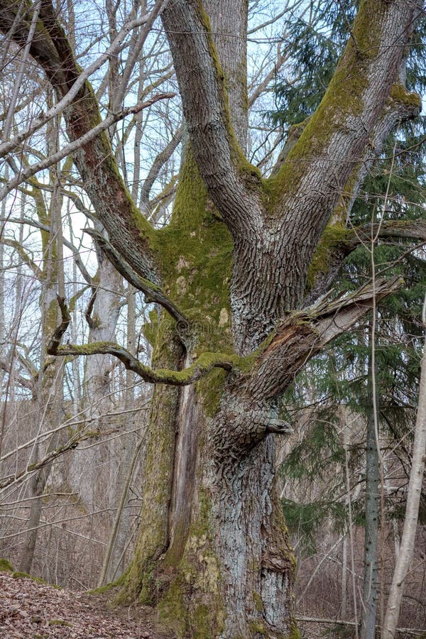 .an Old Tree with Two Large Trunks that Have Grown Together, and Their ...