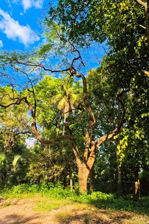 An Old Tree Uder the Blue Sky Stock Image - Image of uder, blue: 210354363