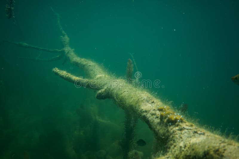Old Tree Under Water, Underwater Photography of a Tree Image ...