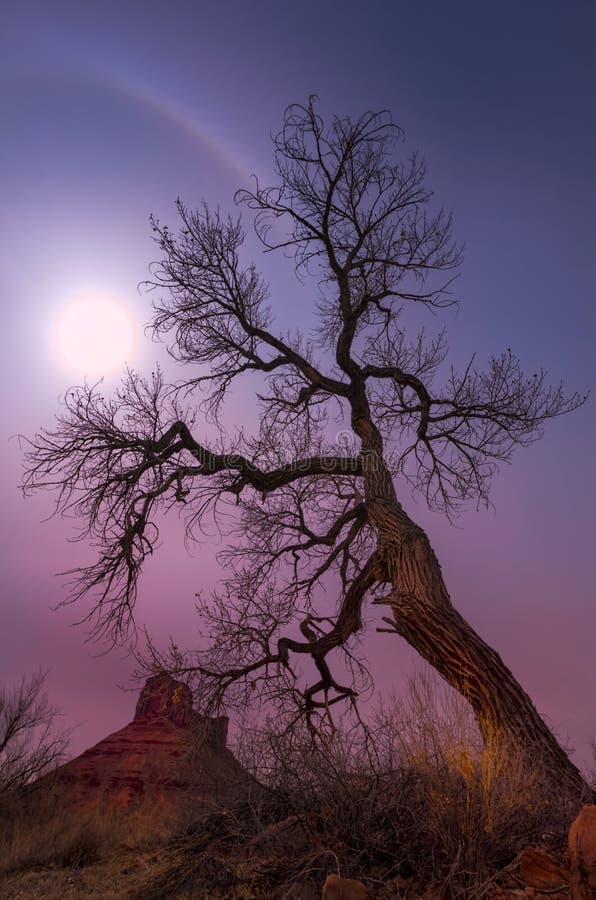 Leafless Tree in Grand County, Utah Near Rocky Rapids Stock Photo ...
