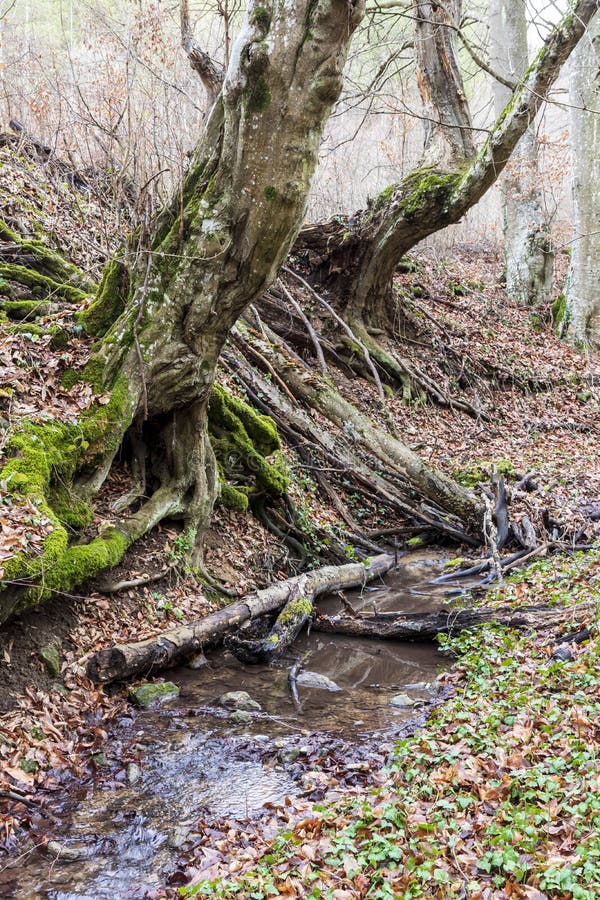 An Old Tree in a Valley of a Mountain Stream Stock Photo - Image of ...