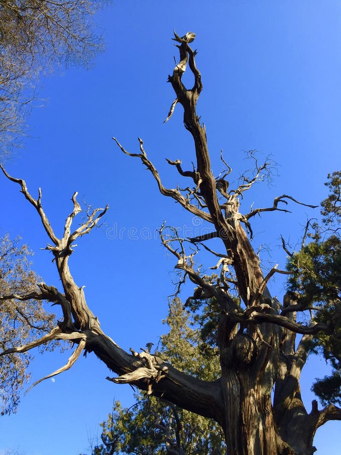 Old tree stock image. Image of jinci, tree, shanxi, china - 146545933