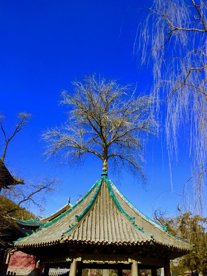 Old tree stock photo. Image of tree, shanxi, jinci, china - 146545950