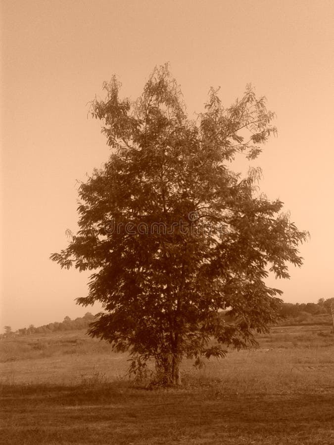 Old Tree stock photo. Image of vintage, wind, tree, nature - 107477716
