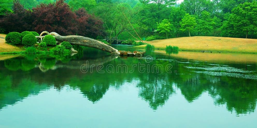A old tree on water stock image. Image of tree, abstract - 5579377