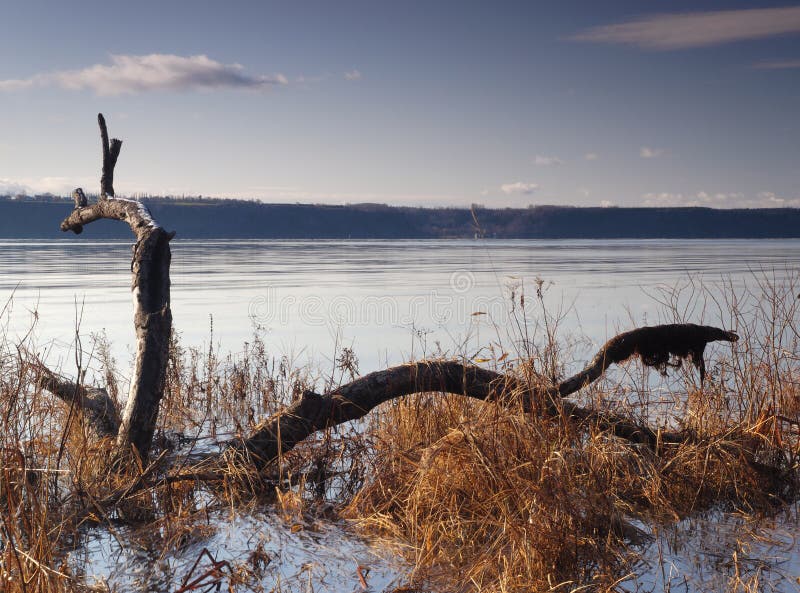Old Tree from Water Blue Sky Stock Photo - Image of coast, evening ...