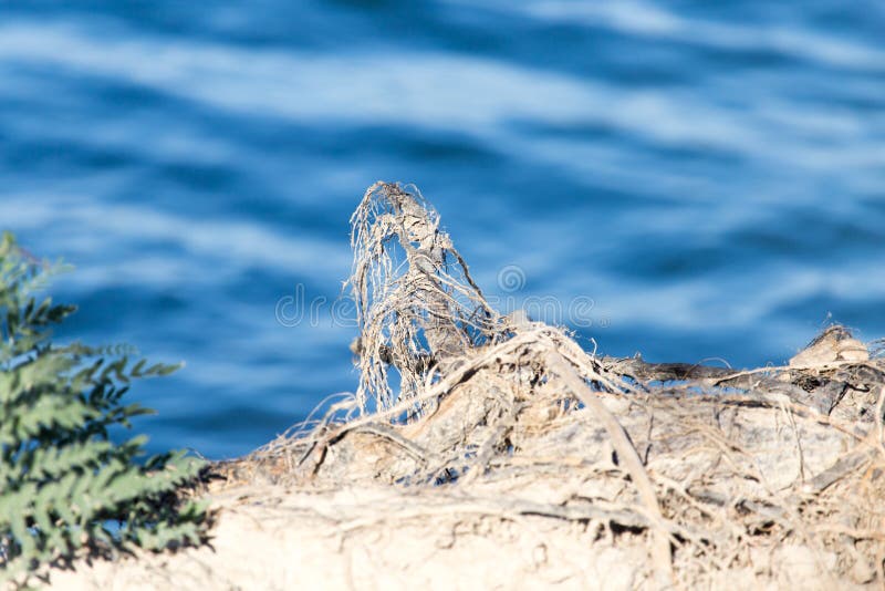 Old tree in water stock photo. Image of dessicated, freeze - 106390874