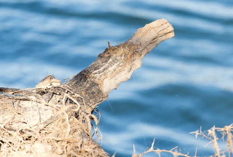 Old tree in water . stock photo. Image of natural, snag - 100523960