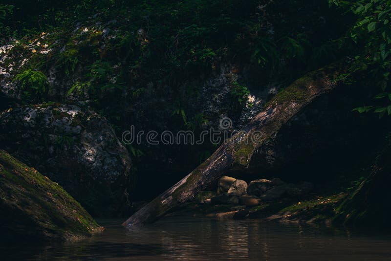 An old tree in the water stock photo. Image of jungle - 255553868