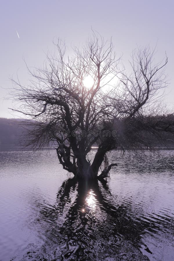 Old Tree in the Water with Sun Rays Stock Image - Image of peak, beauty ...