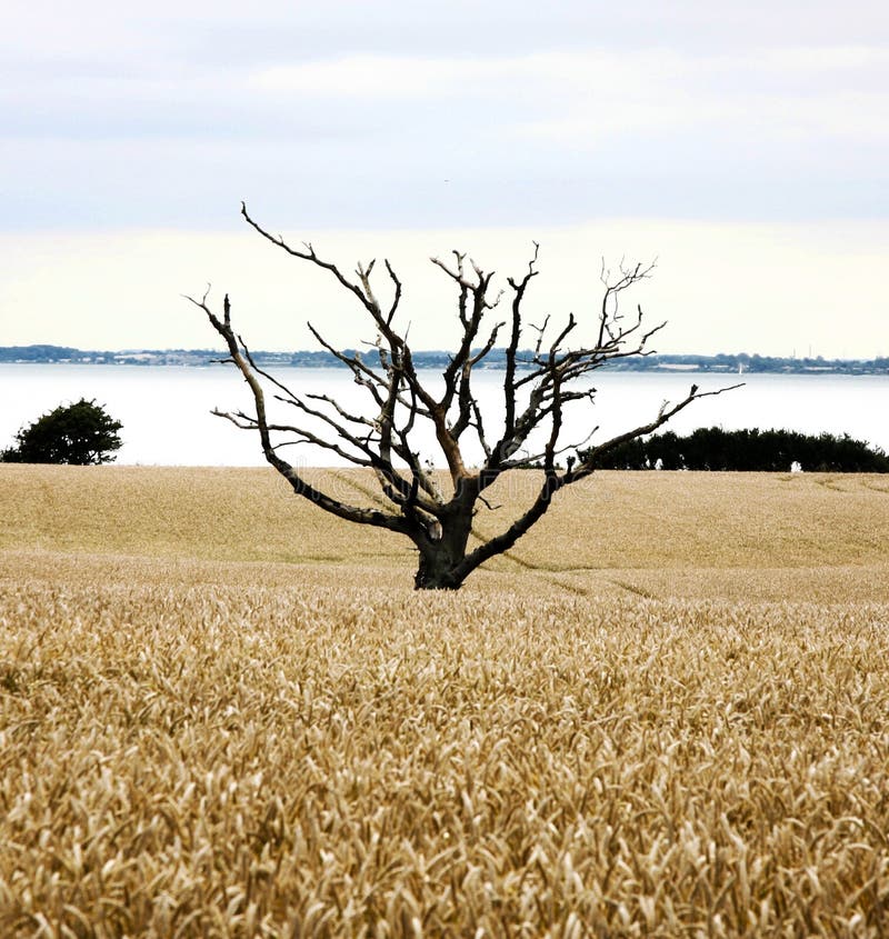 779 Rotten Wheat Stock Photos - Free & Royalty-Free Stock Photos from ...