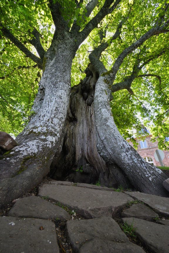 Old Tree Whose Trunk is Torn Open Like a Wound. Stock Image - Image of ...