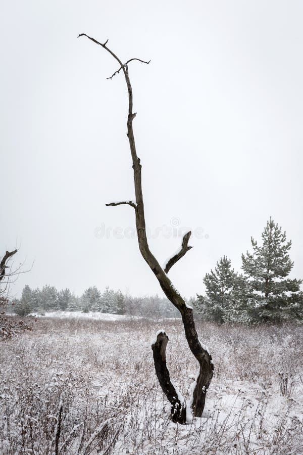 Old tree in winter stock photo. Image of rural, covering - 82343986