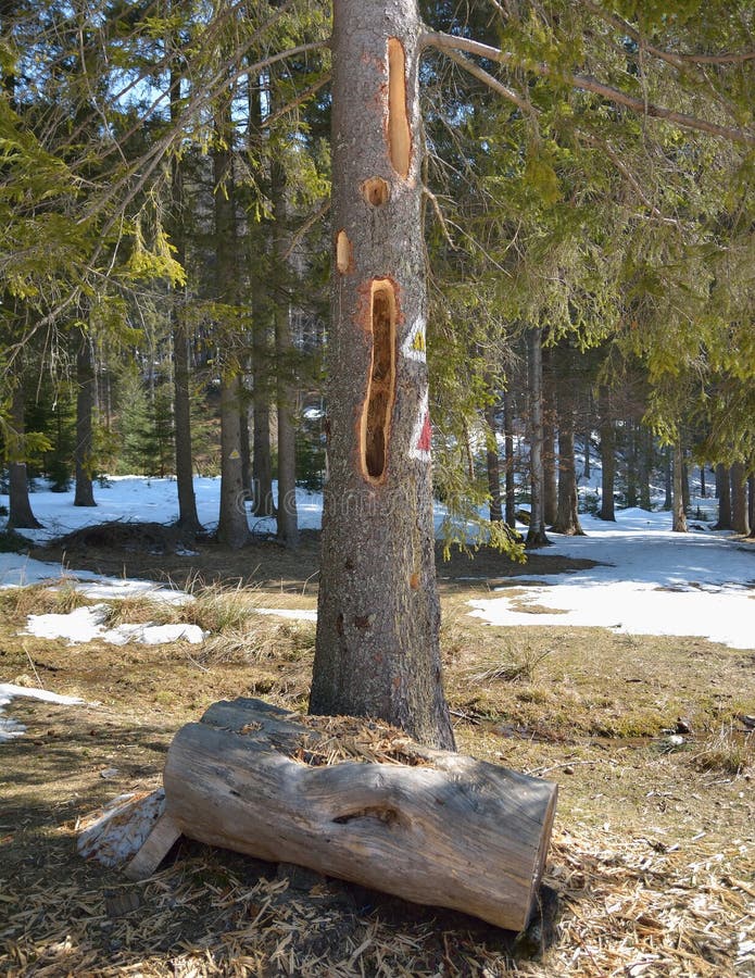 Old Tree with Wood Pecker Damage in Nature Stock Photo - Image of ...