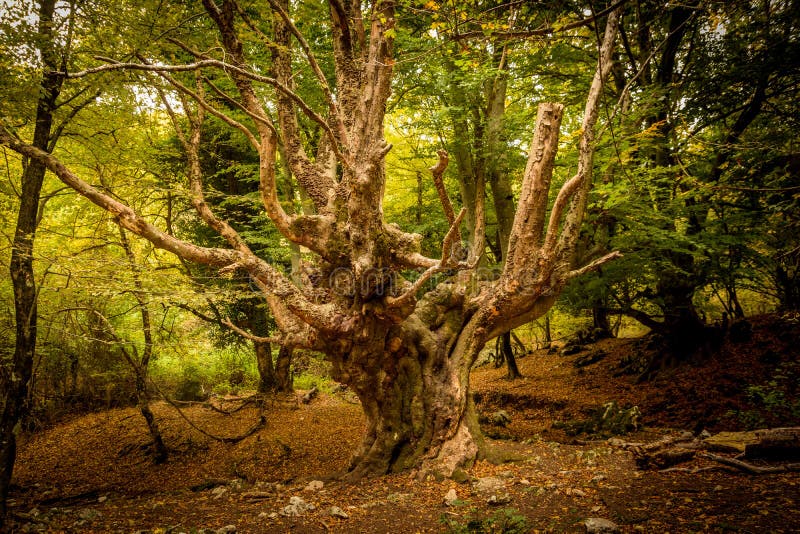 Big old tree in the woods stock image. Image of peaceful - 116866191