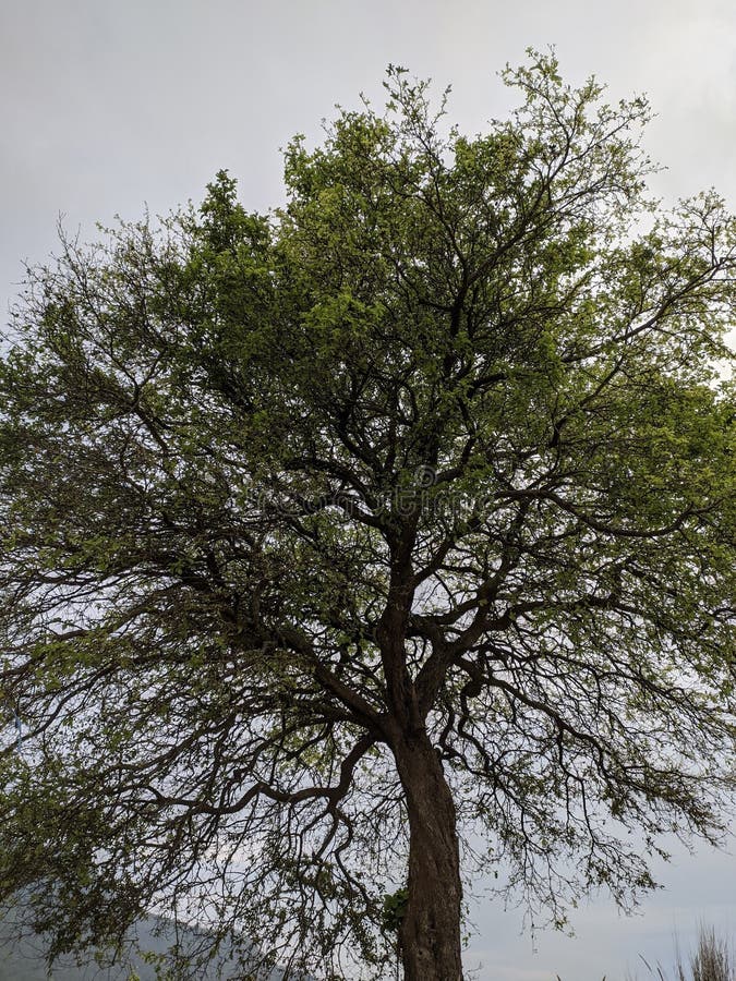 The old trees stock image. Image of tree, oldest, trunk - 219199843