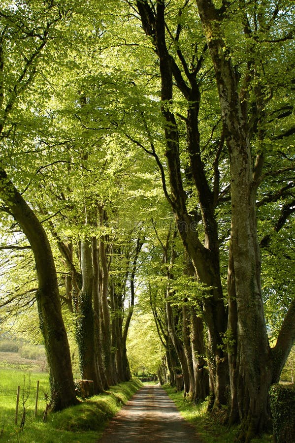 Old Trees Along the Way Home Stock Image - Image of wood, light: 13101023
