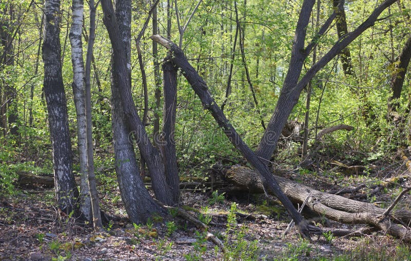 Old Trees Broken and Felled by the Wind in the Forest Stock Photo ...