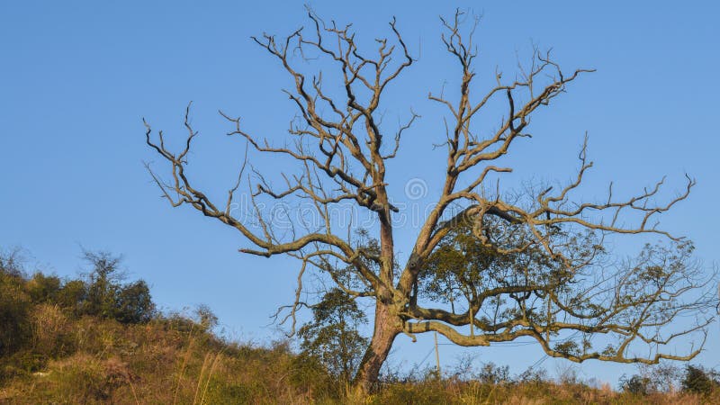 Dying old trees stock photo. Image of rural, blue, growth - 37070626