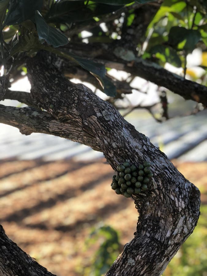 Old trees coffee fruit stock image. Image of trunk, branch - 270830421