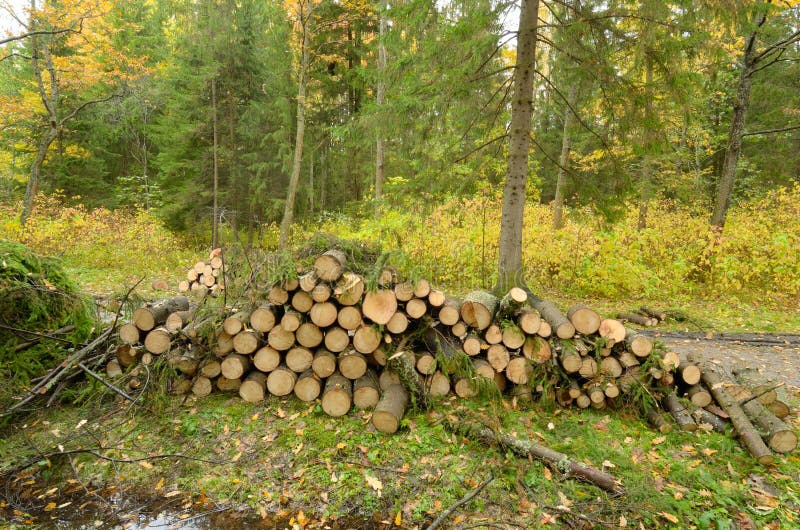 Cut trees in the forest. stock photo. Image of stump - 101576572