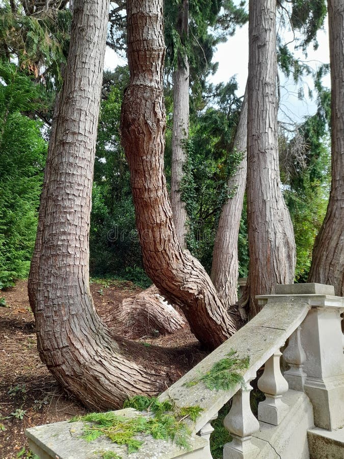 Old trees editorial photography. Image of trees, forest - 322635702