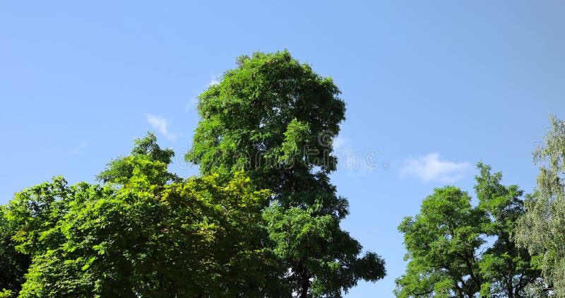 Old Trees with Foliage in Sunny Weather Stock Footage - Video of europe ...