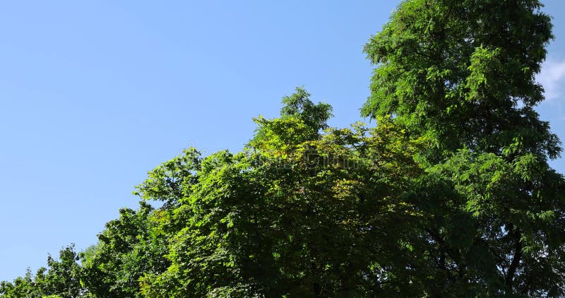 Old Trees with Foliage in Sunny Weather Stock Footage - Video of ...