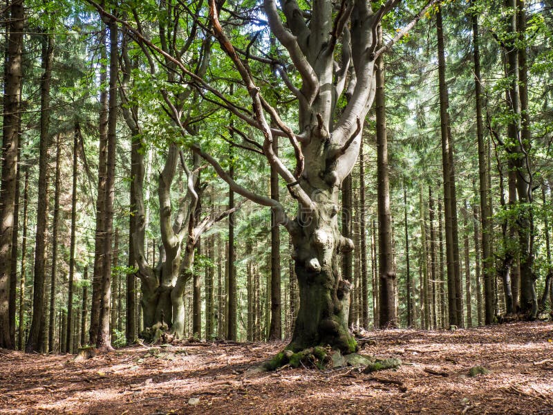 Old trees in the forest stock photo. Image of outdoor - 102636194