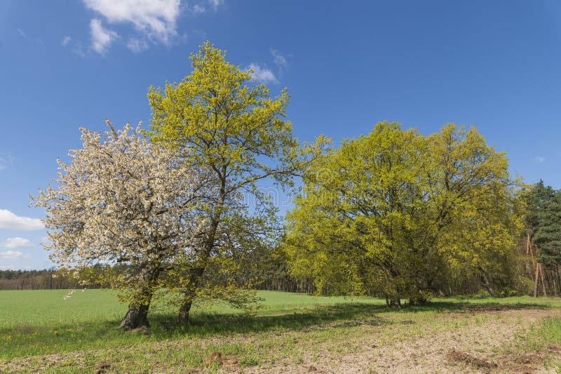 Old Trees of a Former Avenue Stock Photo - Image of nature, field ...