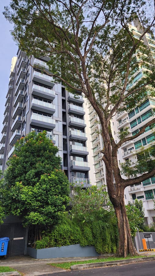 Old Trees in Front of High Building Stock Photo - Image of trees, high ...