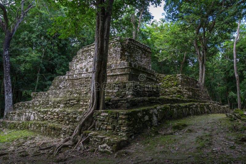 Old Trees Growing on Ancient Maya Temple Complex in Muil Chunyaxche ...
