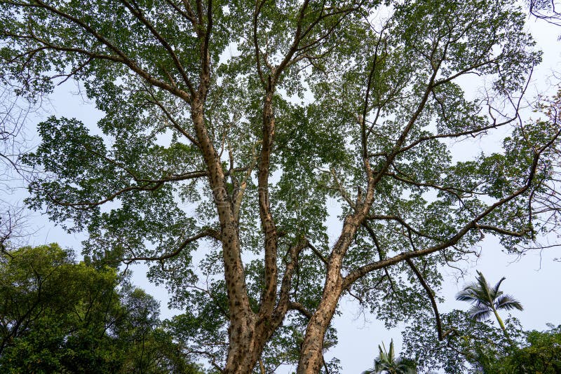 Old Trees Growing in Forest Park Stock Photo - Image of beautiful ...