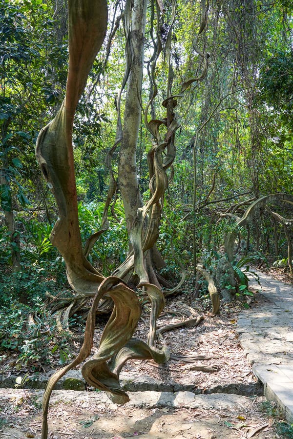 Old Trees Growing in Forest Park Stock Image - Image of tall, leaf ...