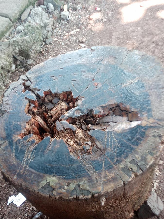 Old Trees that Have Died and Turned To Stone Stock Image - Image of ...