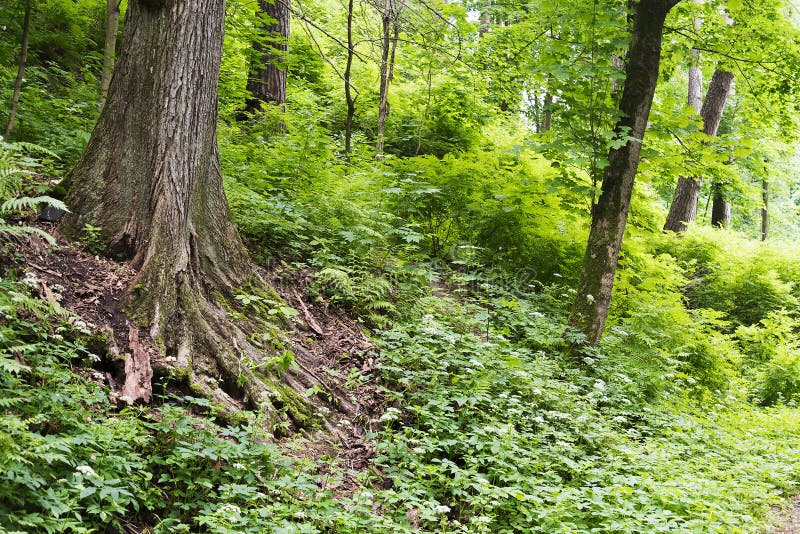 Old trees on the hill. stock photo. Image of forest, sunny - 84556758