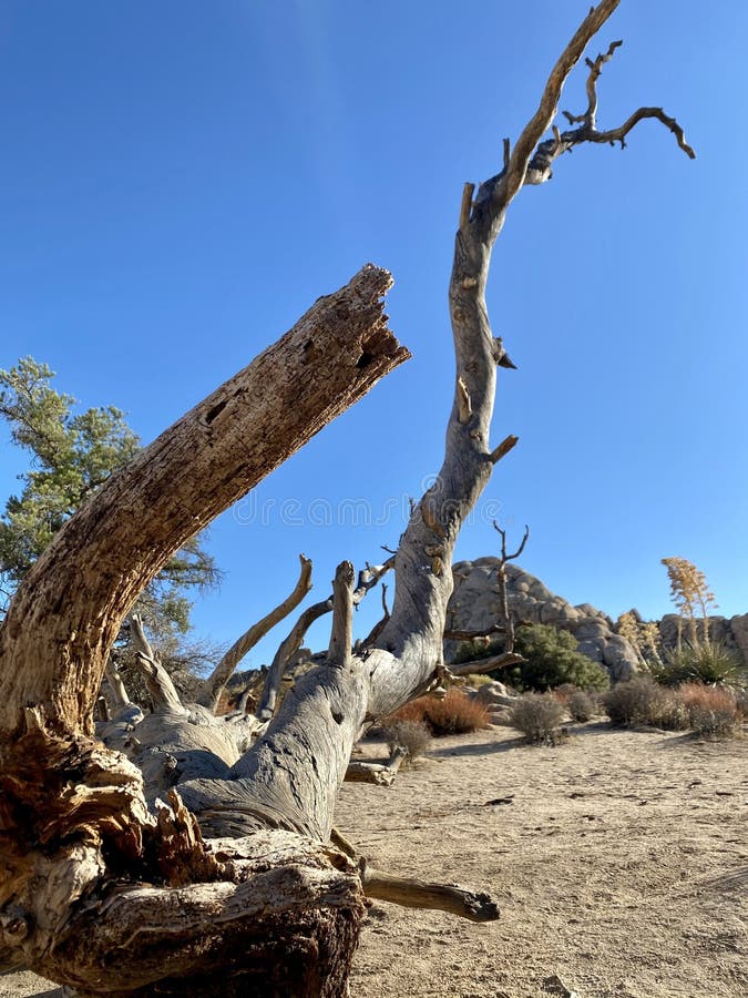 Old trees in Joshua Tree stock image. Image of desert - 232738737