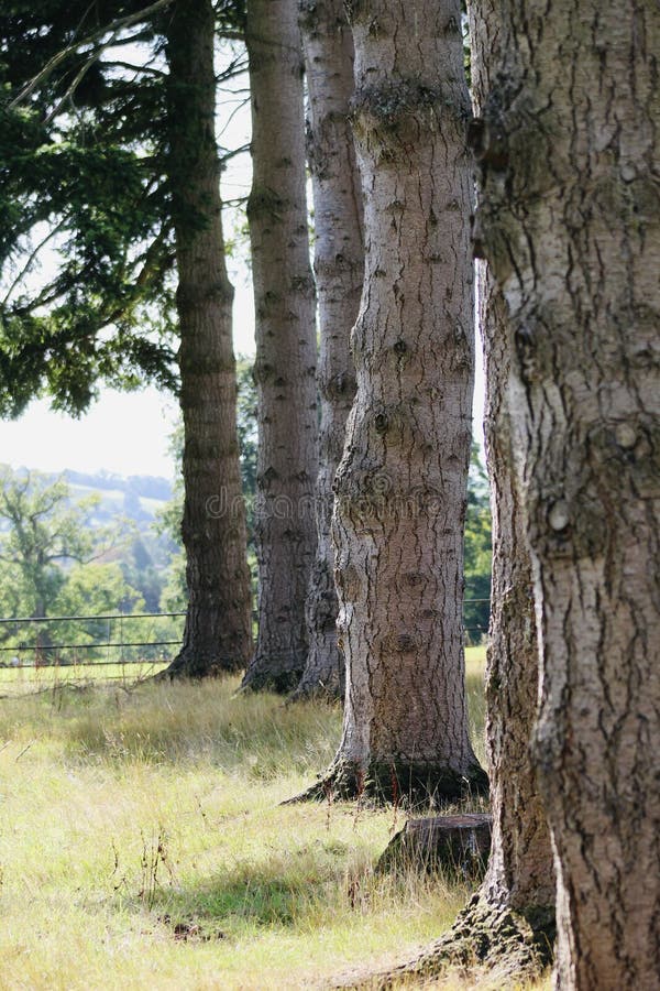 Trees in a line stock photo. Image of trust, knightshayes - 231170490