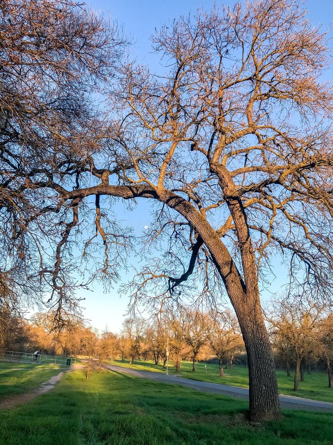 Old Trees in Modesto Scenic Park Stock Photo - Image of modesto, nature ...
