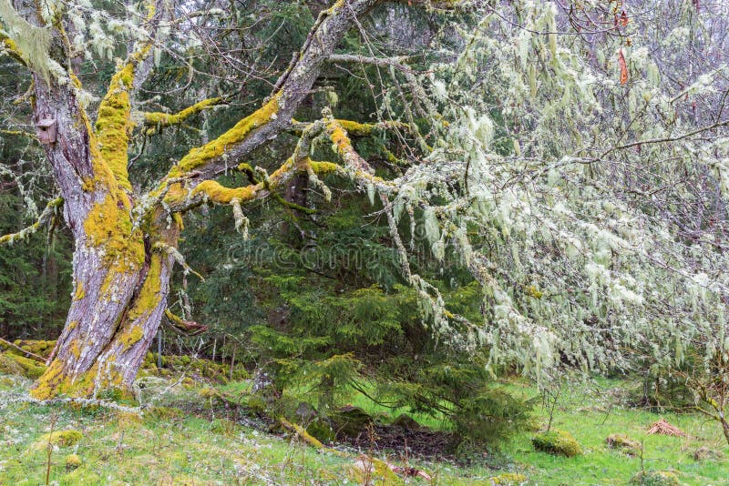 Old Trees with Moss in Spring Stock Image - Image of moss, ancient ...